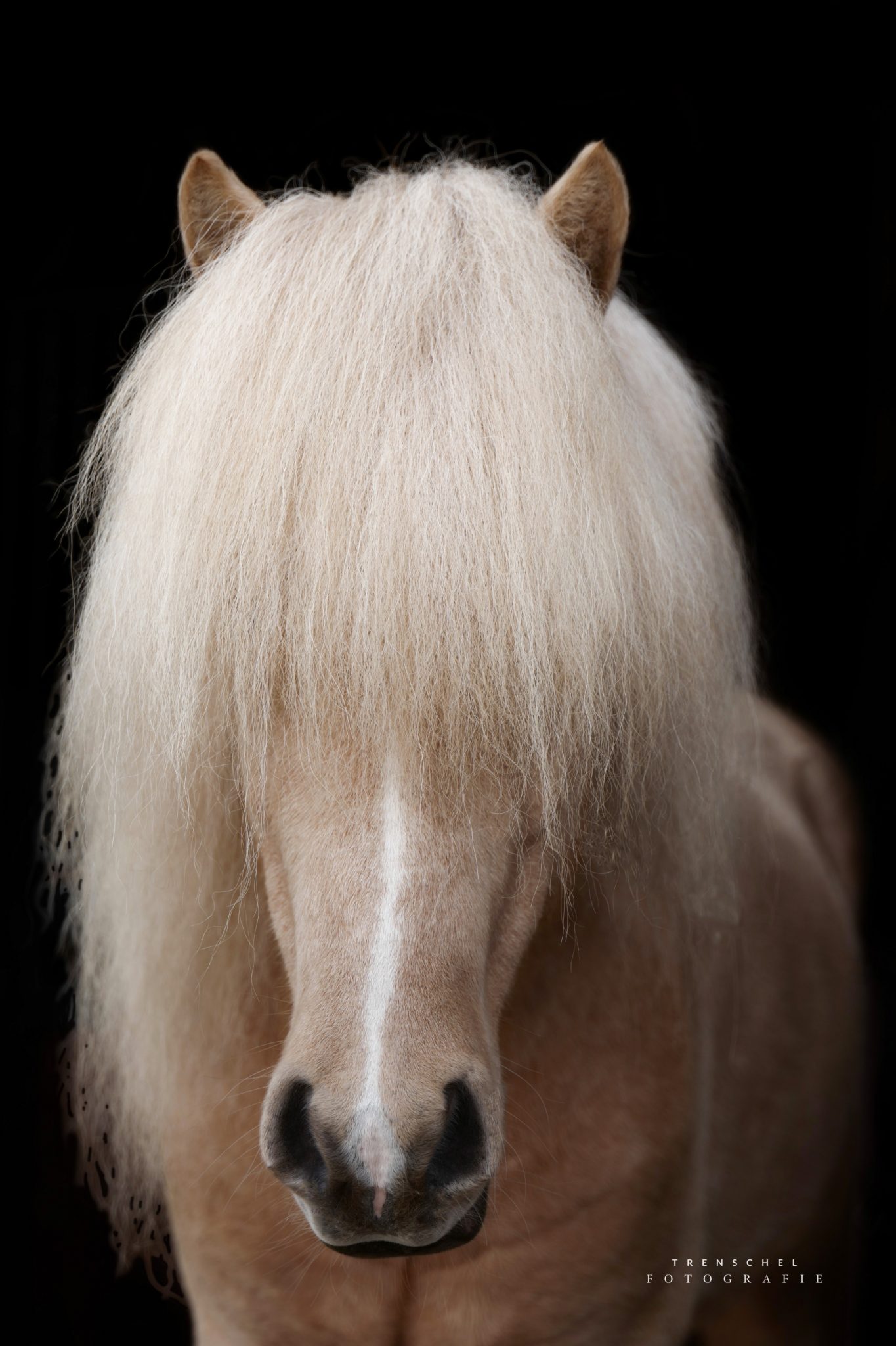 Ljósvaki frá Steinnesi | 6401 Inzing – ÖIV